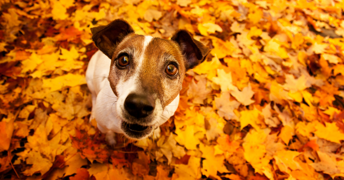 Feeding Fresh: Food Therapy for Dogs and Cats, Part 2