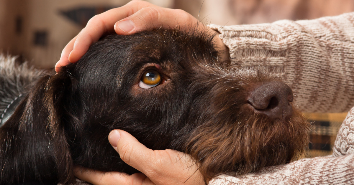 Why is it important to detox your pets?